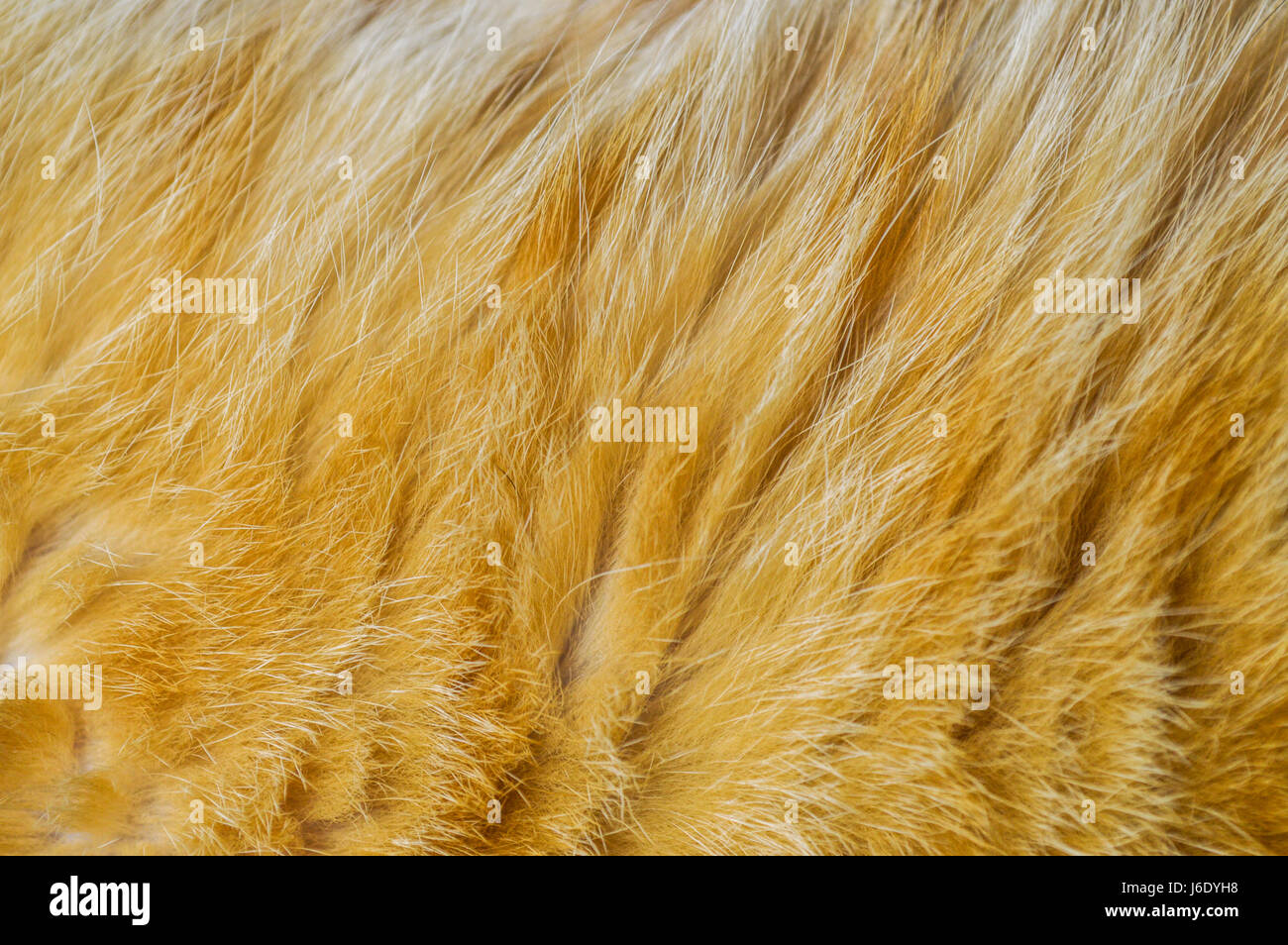 Cat fur texture Stock Photo - Alamy