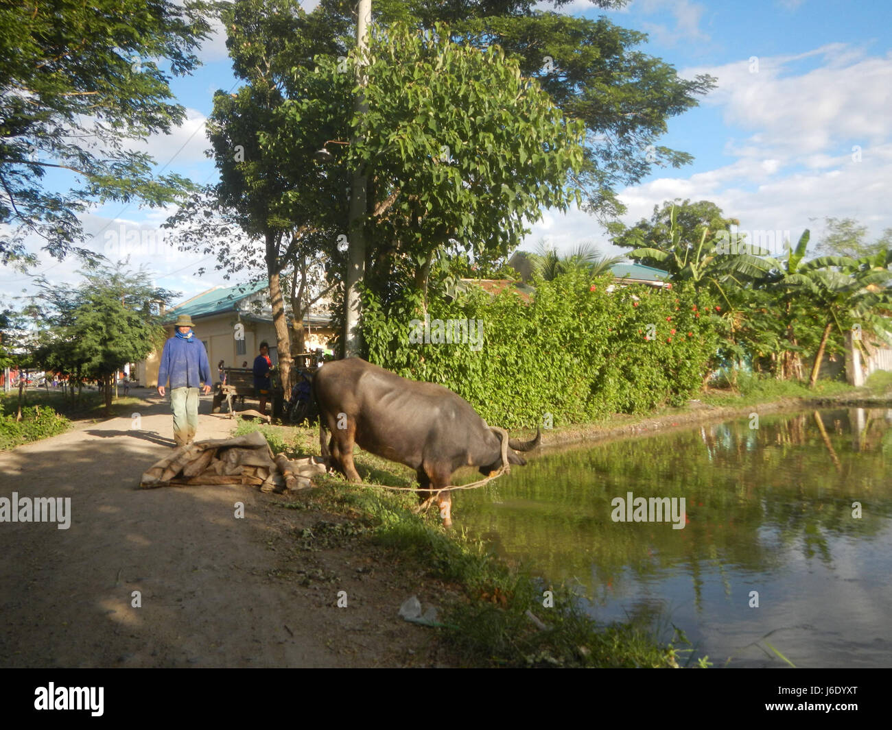 This image captures the serene landscape of paddy fields in Marelo ...