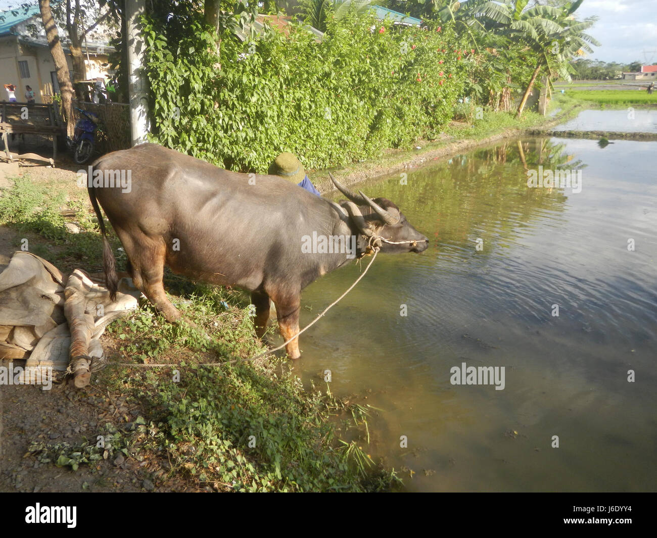 This image captures the rice fields in Marelo Parcutela, Gapan City ...