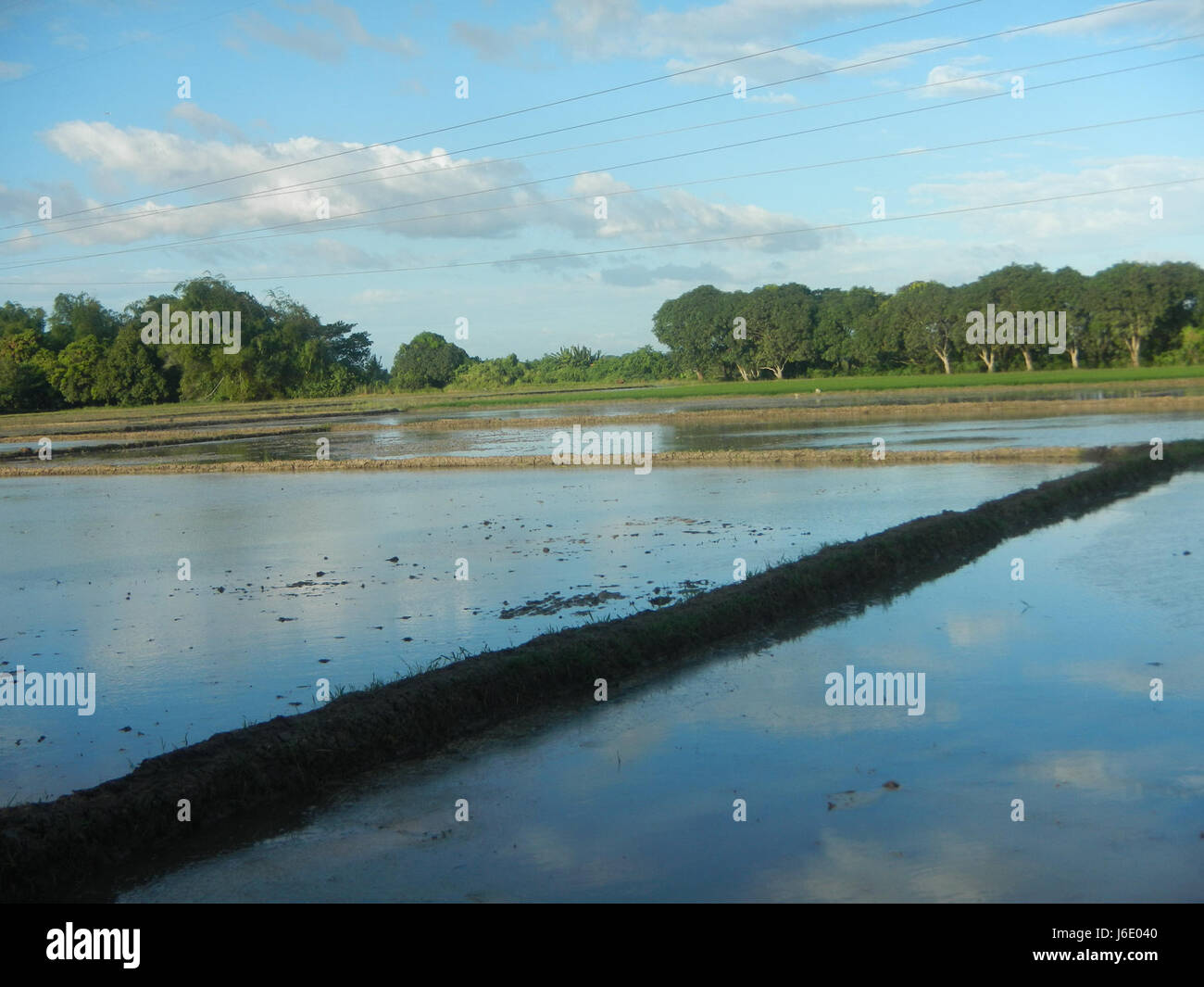 This image captures the vast paddy fields in Parcutela, San Isidro ...