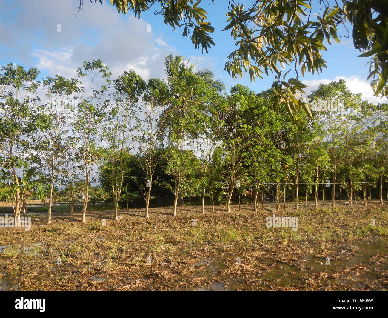 The paddy fields in Parcutela, San Isidro, Gapan City, Nueva Ecija, are ...