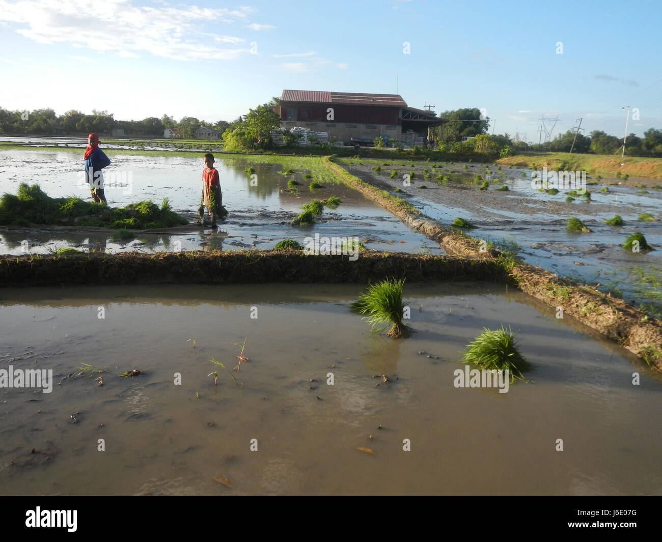 The image shows the paddy fields along the provincial road in Parcutela ...