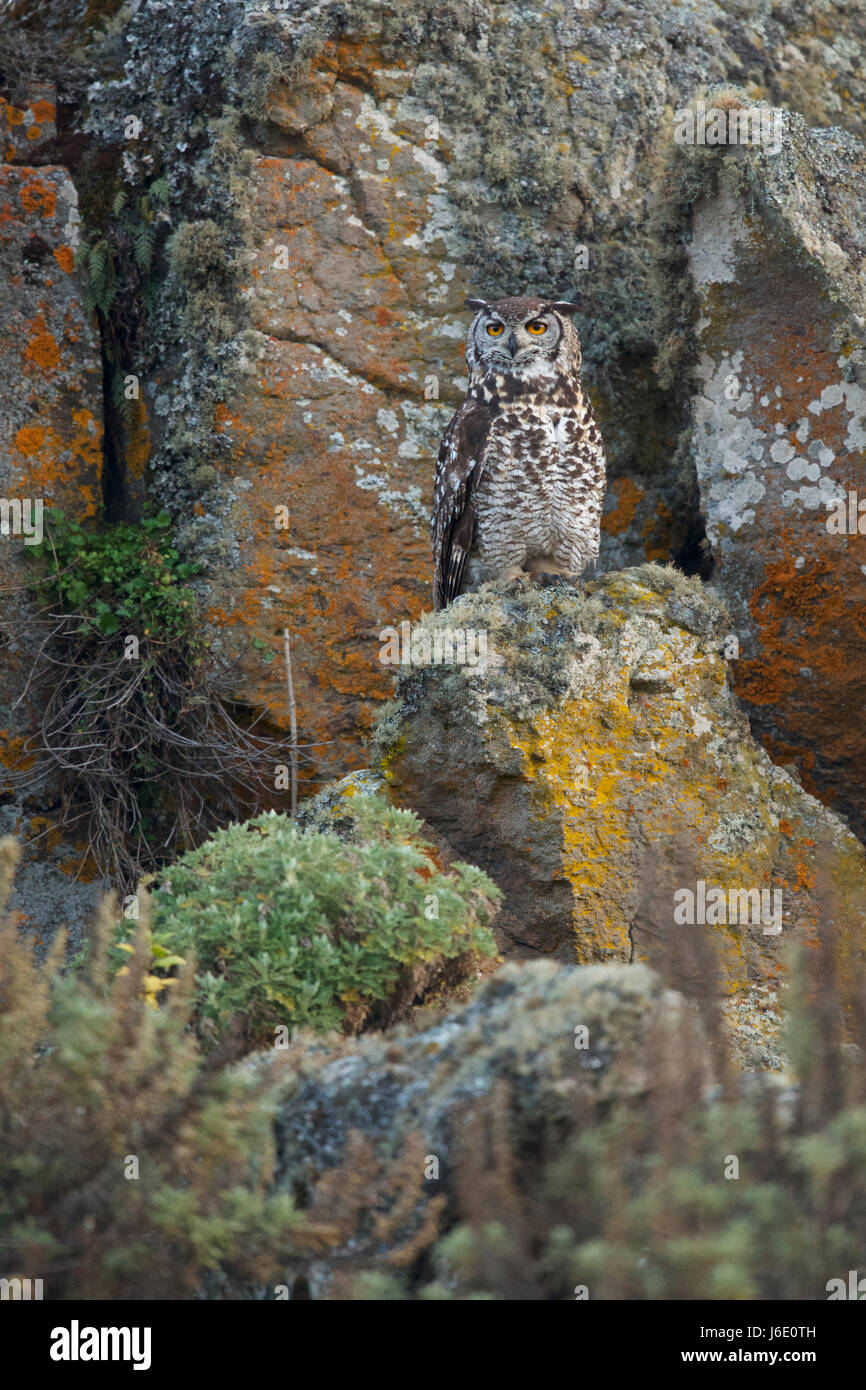 African long eared owl hi-res stock photography and images - Alamy