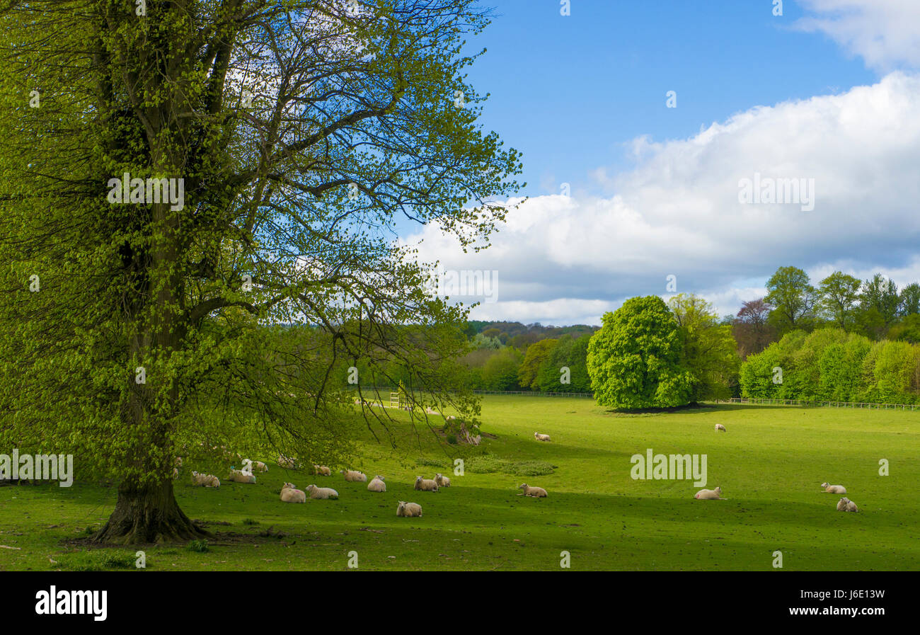 Expectent ewes hi-res stock photography and images - Alamy