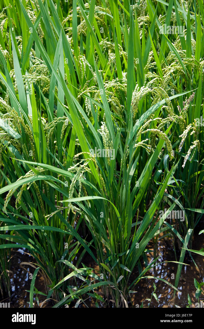 rice plant,south korea Stock Photo - Alamy