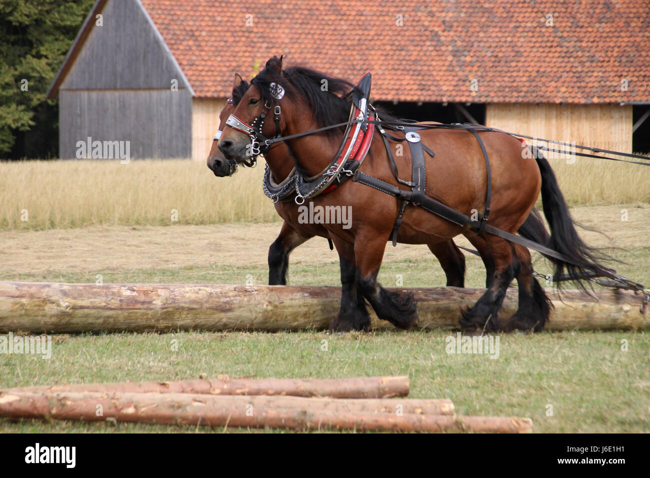 Belgian draught horse hi-res stock photography and images - Alamy
