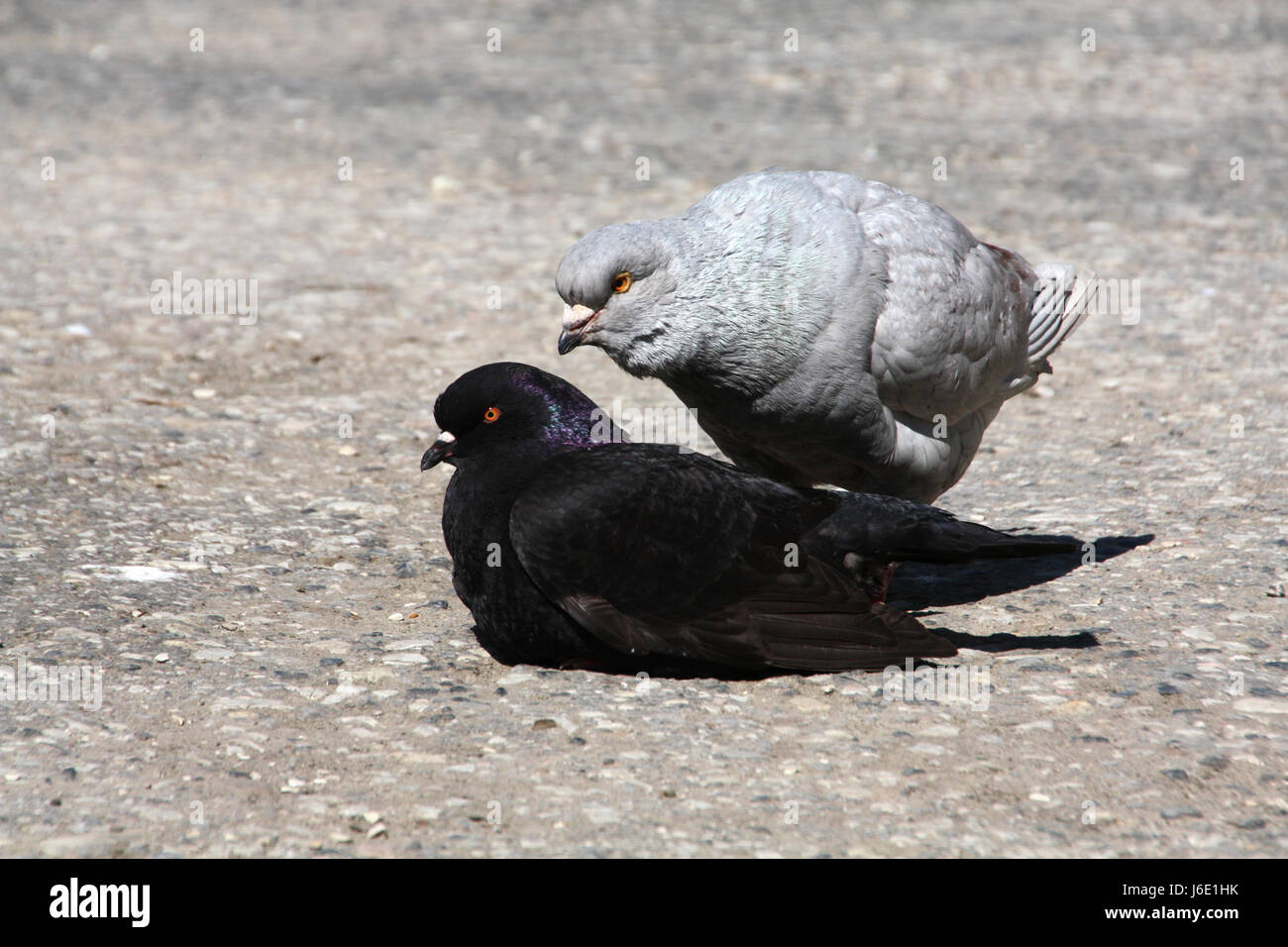 modena dove couples 1 Stock Photo - Alamy
