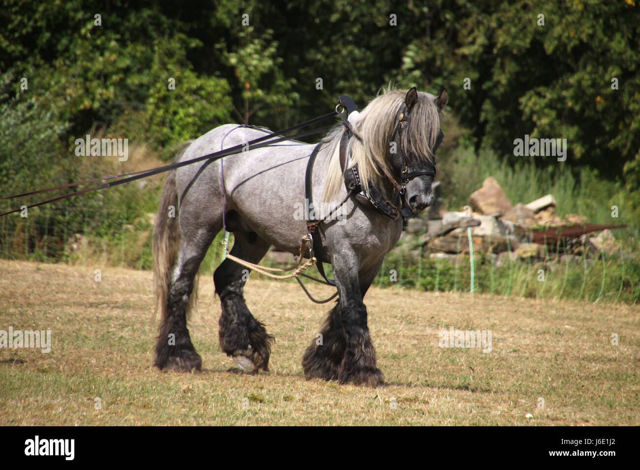 Poitevin Horse High Resolution Stock Photography and Images - Alamy