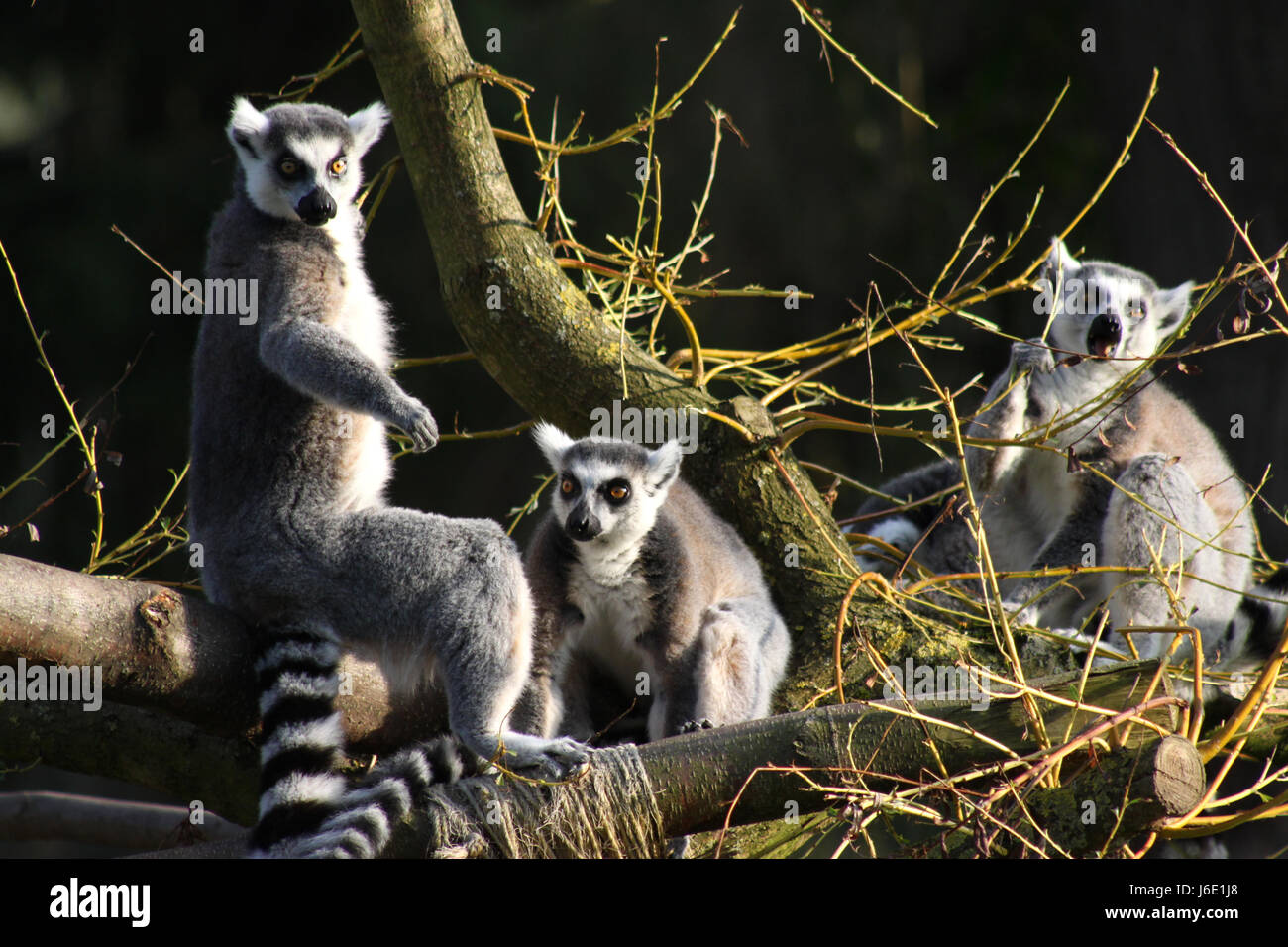 Katzengro hi-res stock photography and images - Alamy