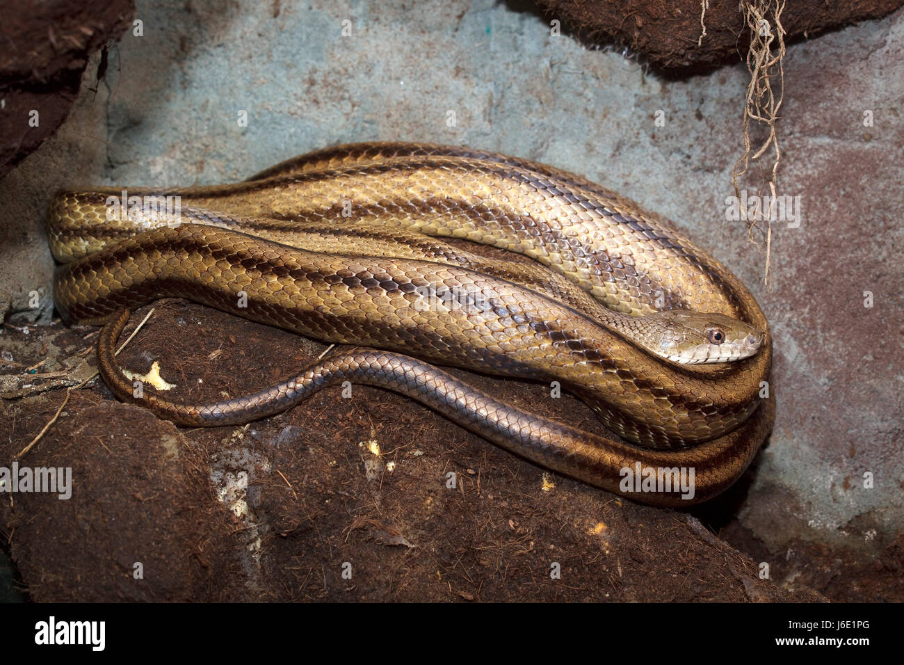 Brownish snake hi-res stock photography and images - Alamy