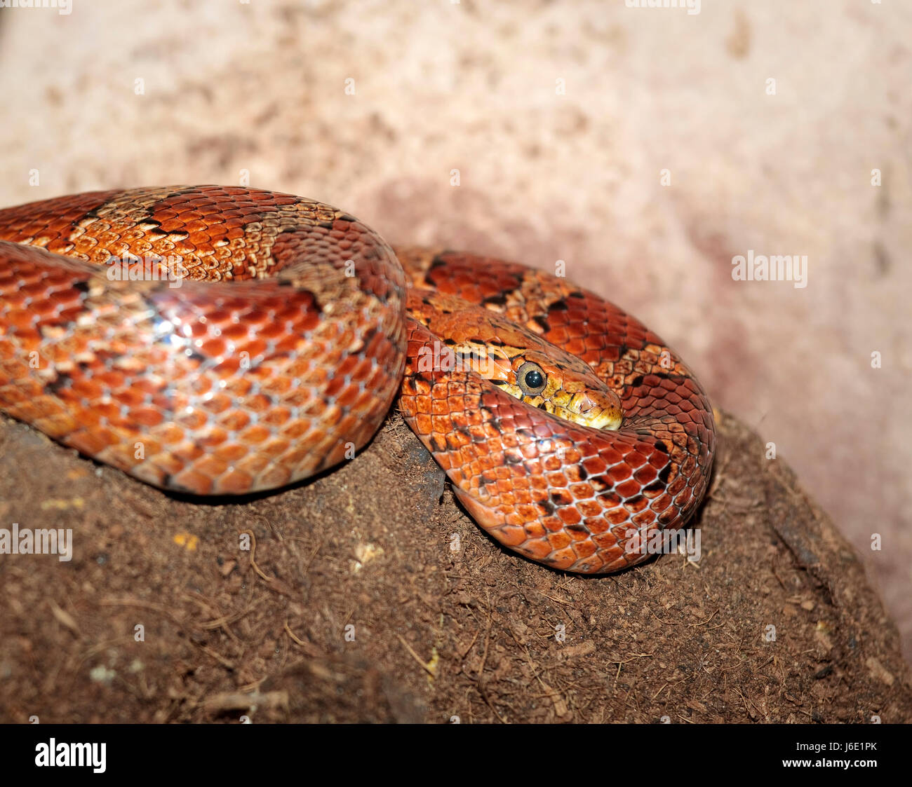 animal reptile wildlife snake tropical viper nature animal reptile ...