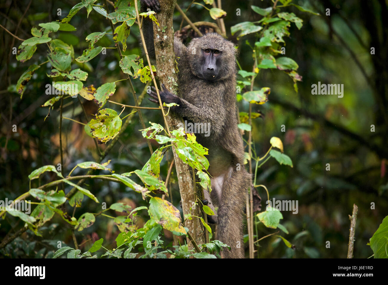 olive baboon (Papio anubis Stock Photo - Alamy