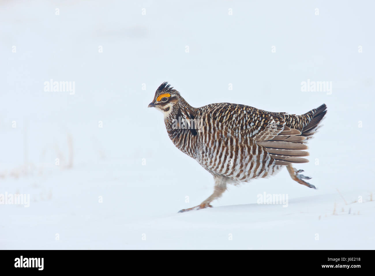 greater prairie chicken or pinnated grouse (Tympanuchus cupido Stock ...