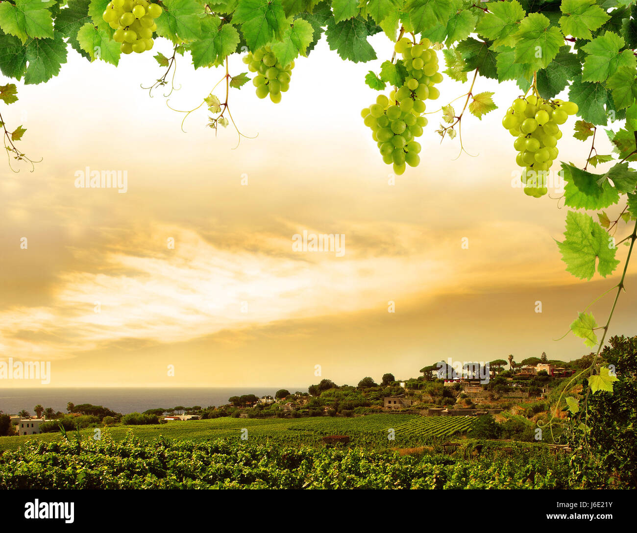 vineyard wineyard grape grapevine vineyard grape grapevine nature ...