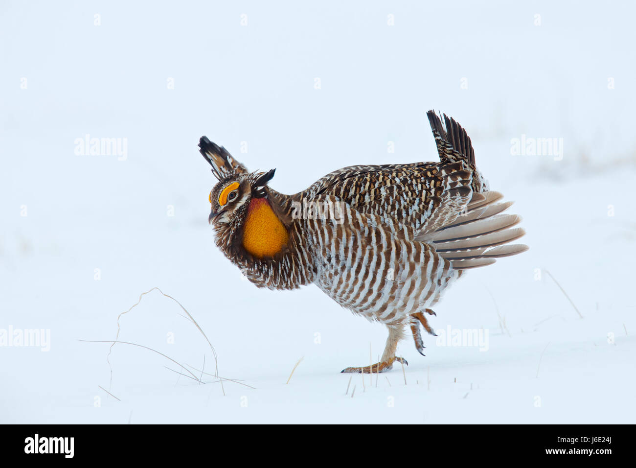 greater prairie chicken or pinnated grouse (Tympanuchus cupido Stock ...