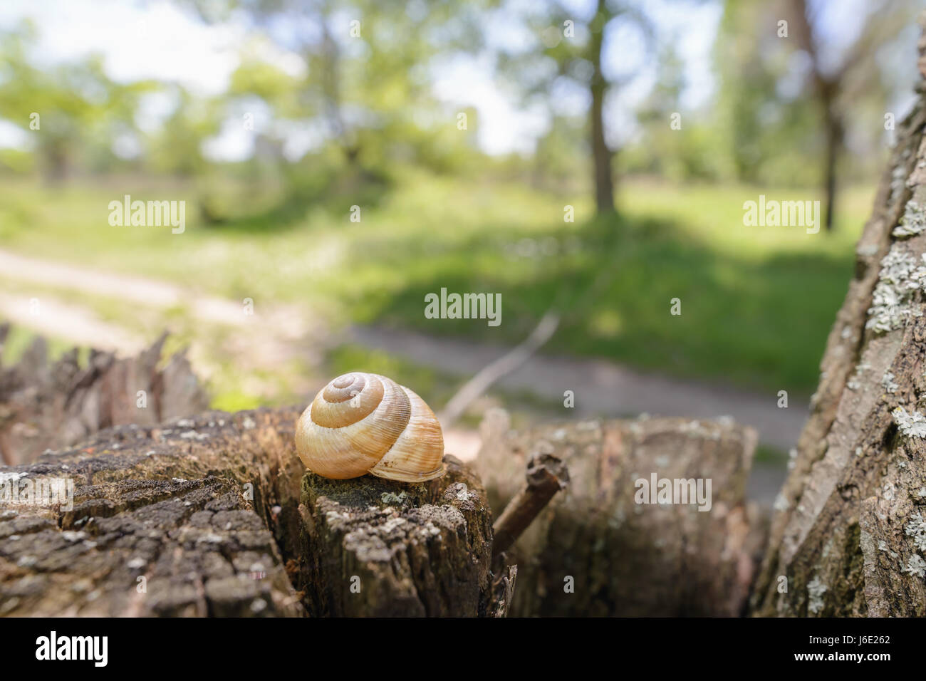 Animal pathway hi-res stock photography and images - Alamy