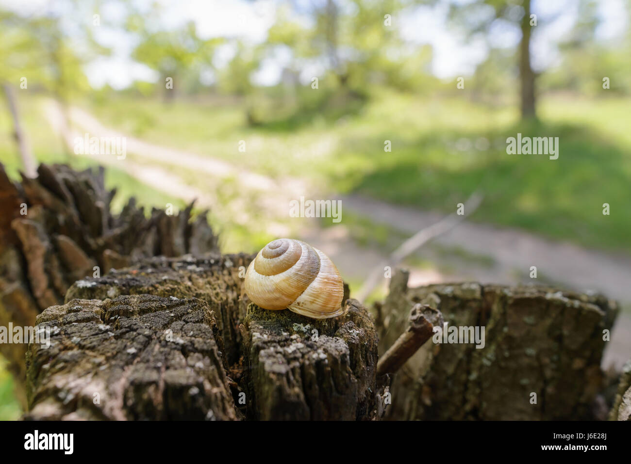 Single snail shell, on a tree trunk in the dark forest, under a ...