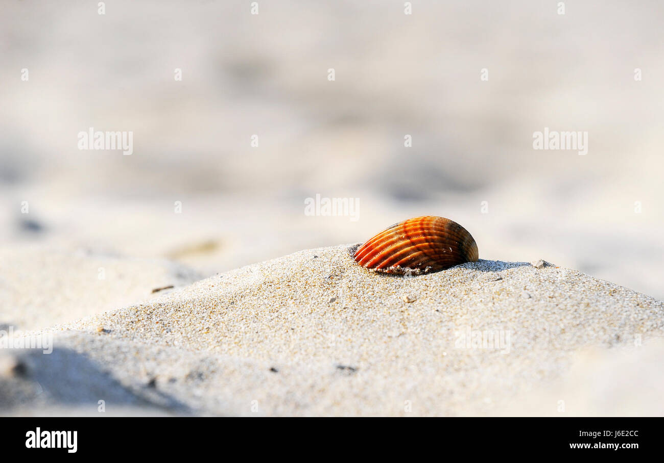 shell on the beach Stock Photo - Alamy