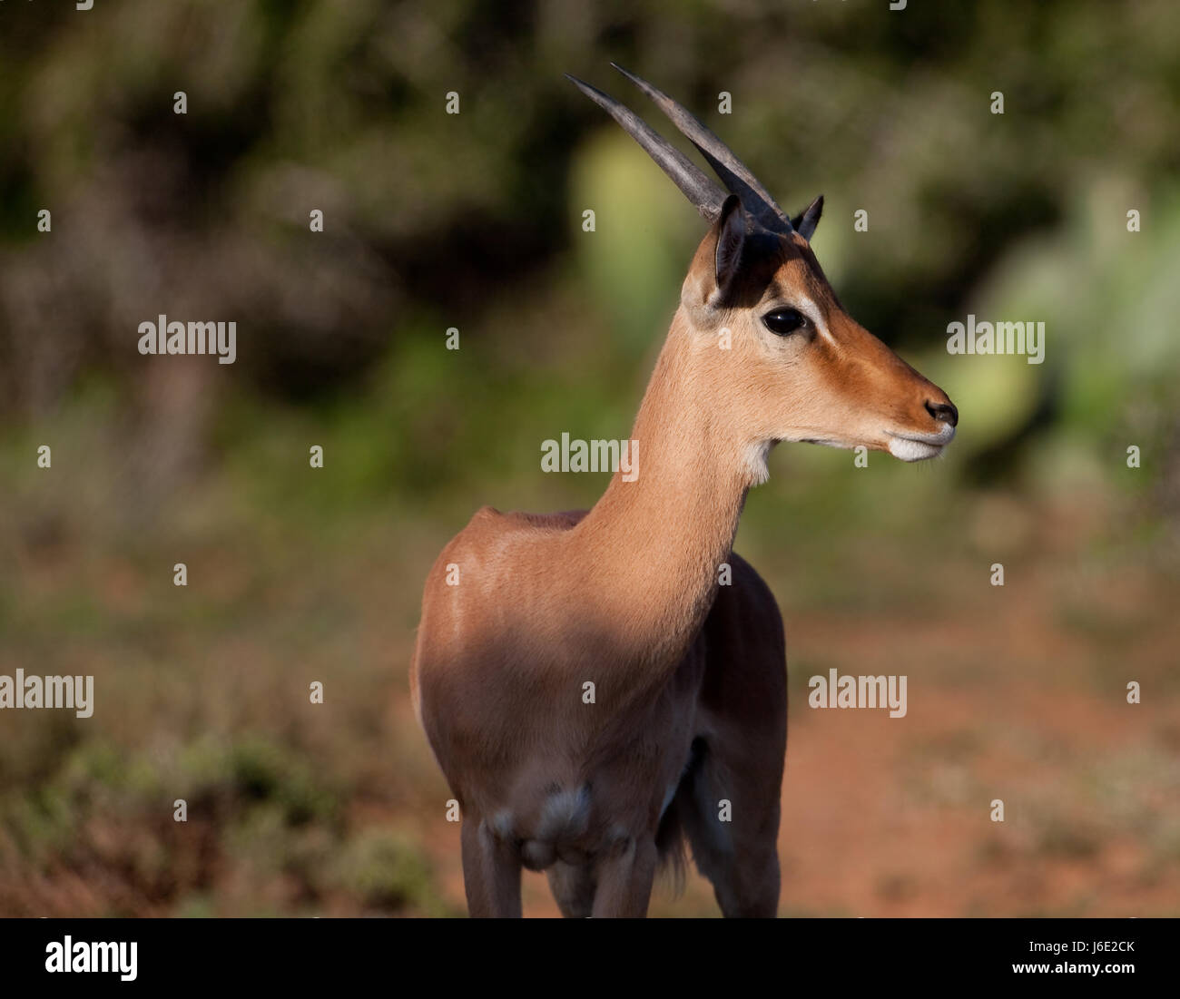 Ducker hi-res stock photography and images - Alamy