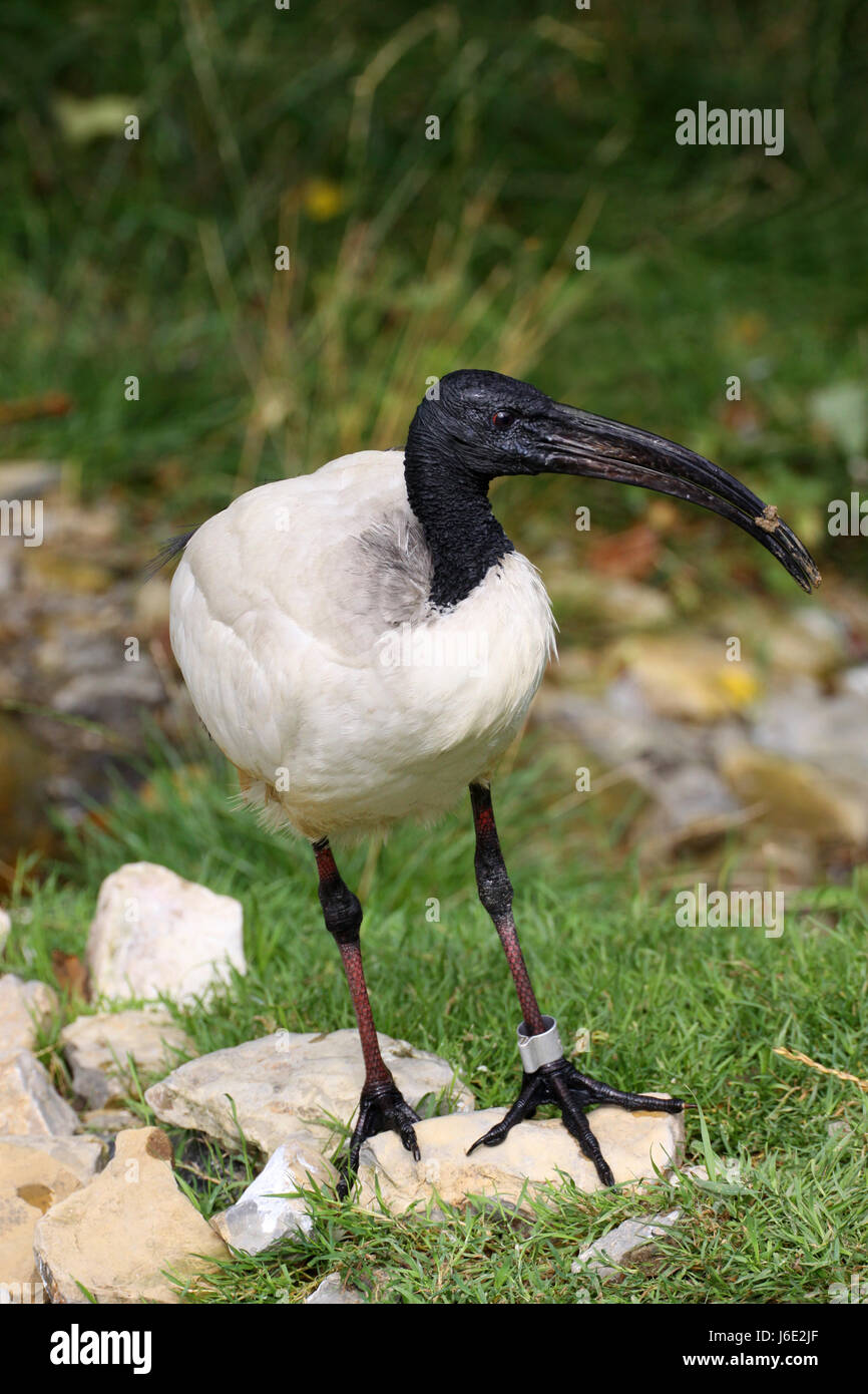 Molukken ibis hi-res stock photography and images - Alamy