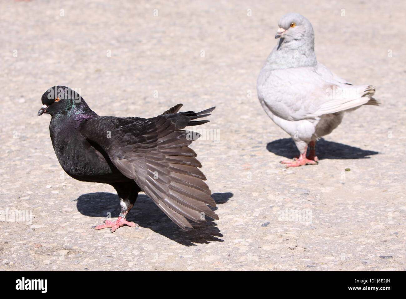 Modena pigeons hi-res stock photography and images - Alamy