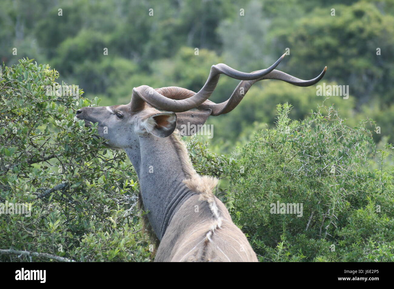 Kudu Behind Tree High Resolution Stock Photography and Images - Alamy