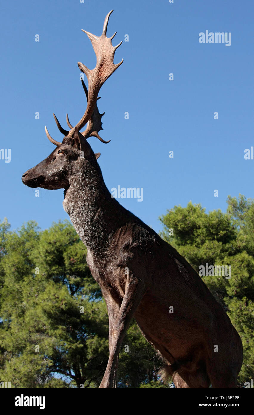 Hirschprofil hi-res stock photography and images - Alamy