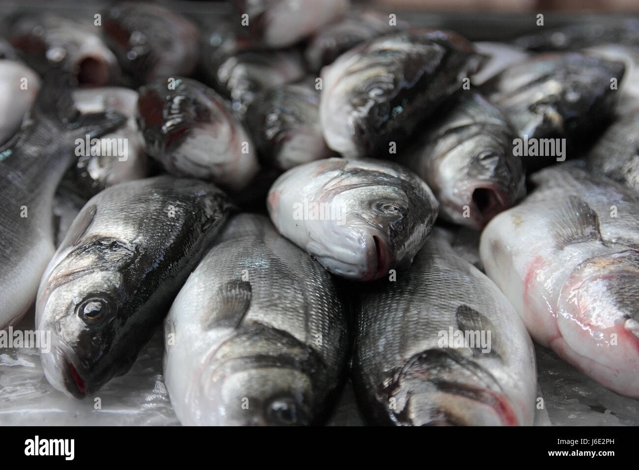 Scaly fish hi-res stock photography and images - Alamy