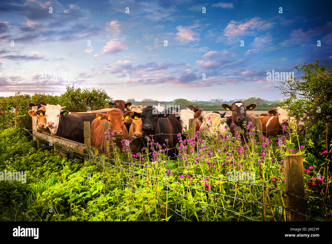 A herd of cows looking curiously over the fence in a rural Dorset ...