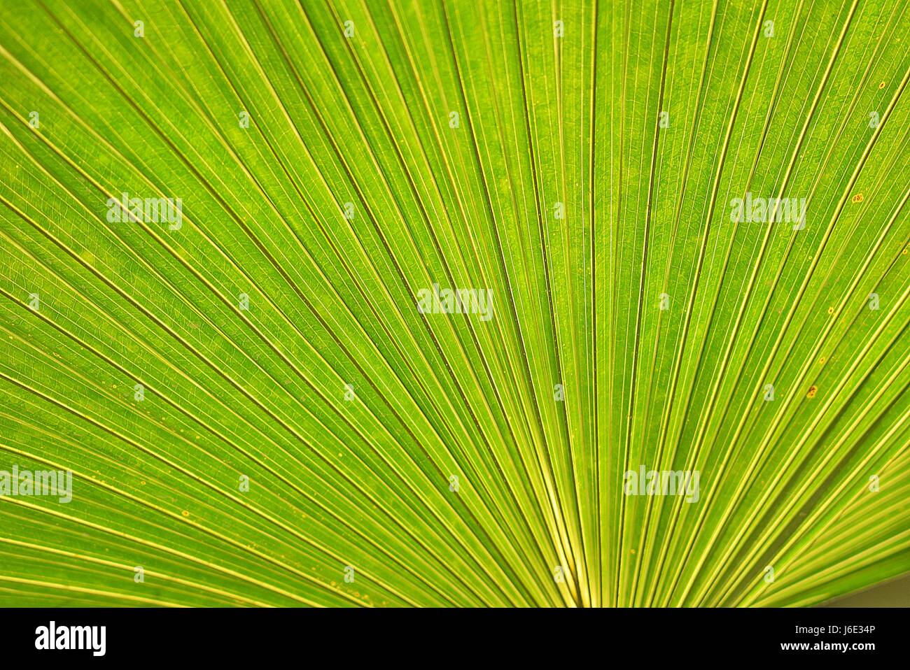 Leaves and flower Stock Photo - Alamy