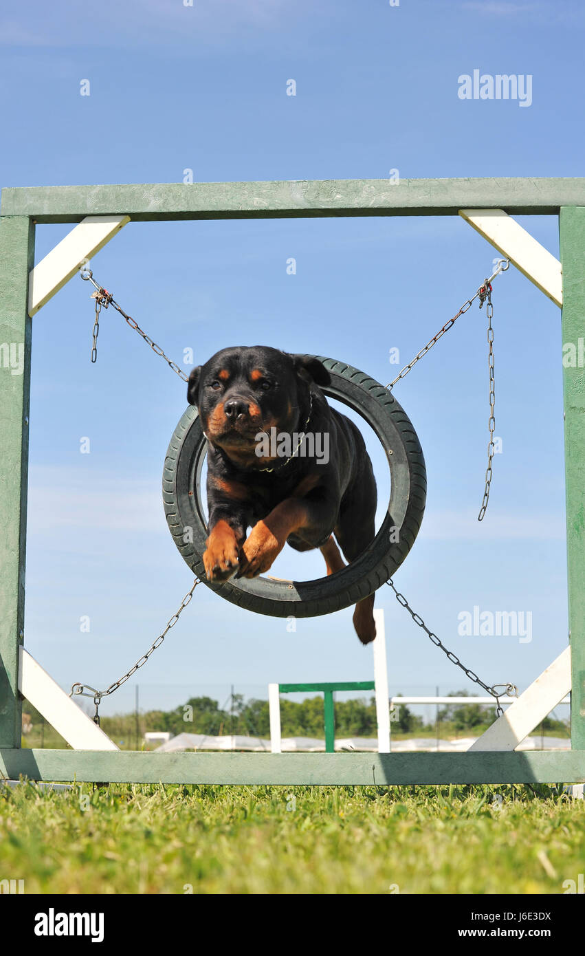 dog spring bouncing bounces hop skipping frisks jumping jump agility ...
