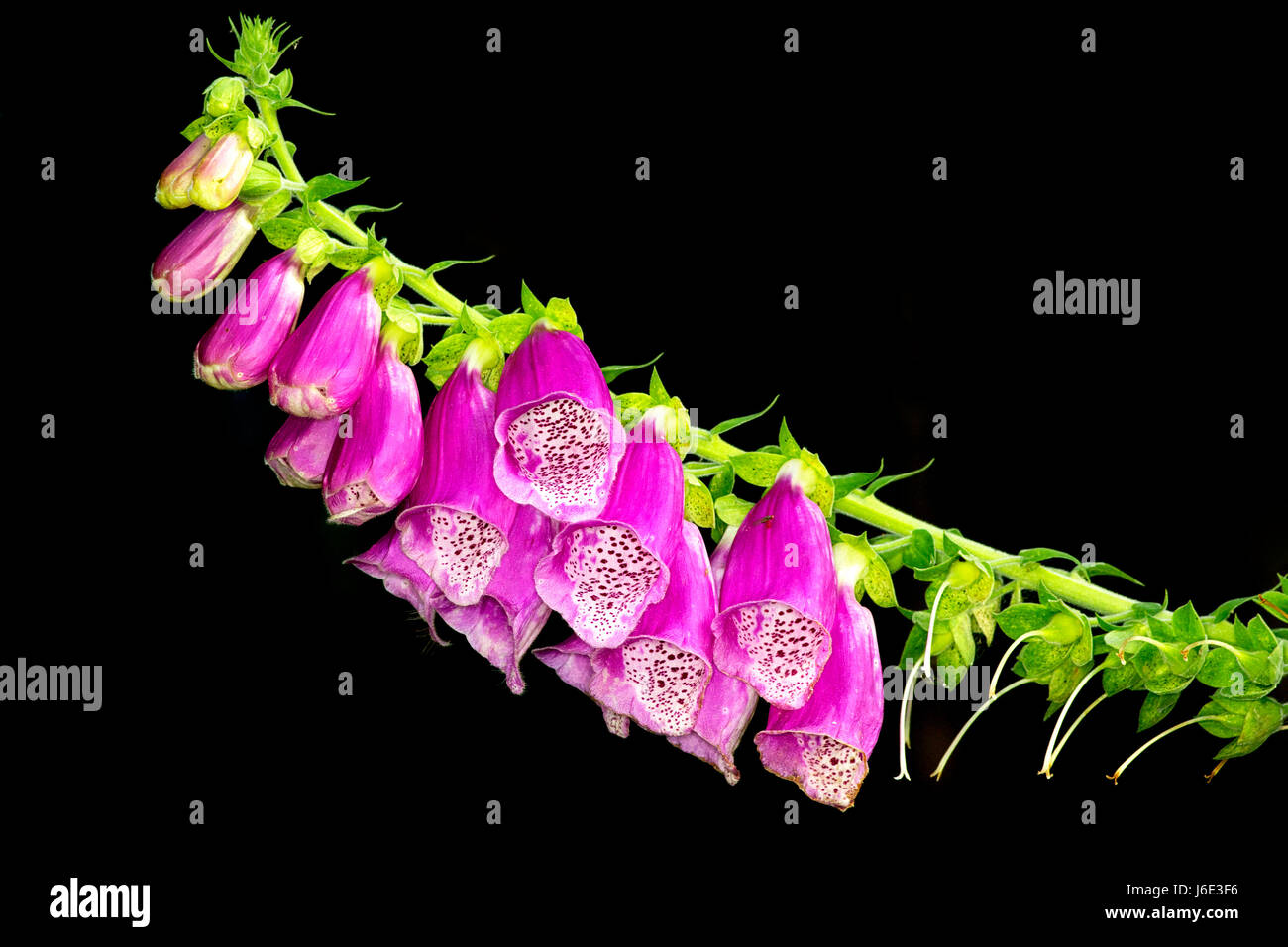 flora thimble plantain red plant nature flower plant green bloom ...