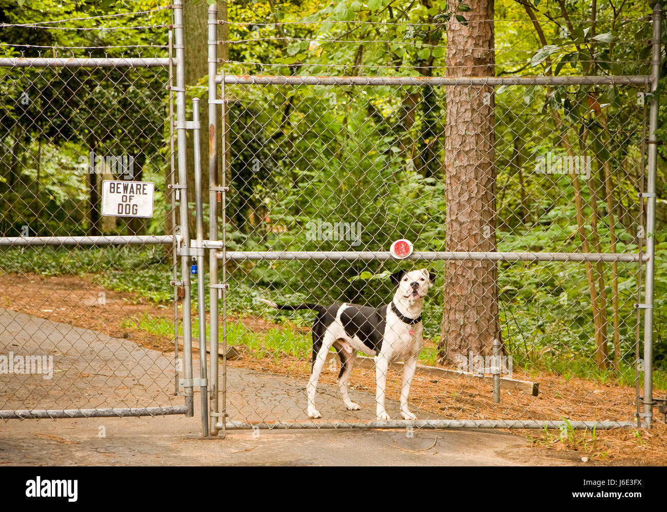 What Does Yard Dog Mean