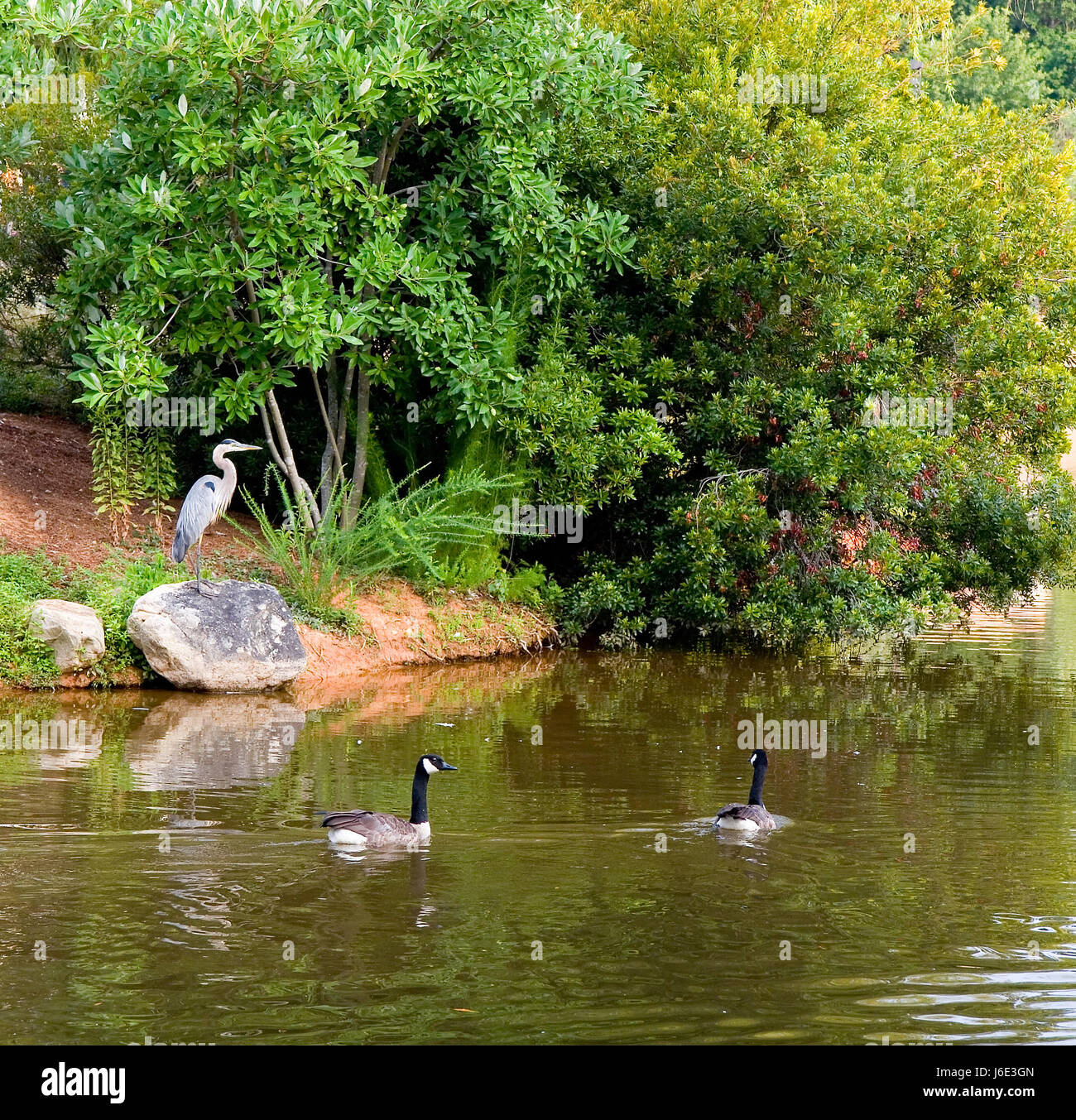 birds closeup animal bird wild animals birds wing outdoor feathers beak ...