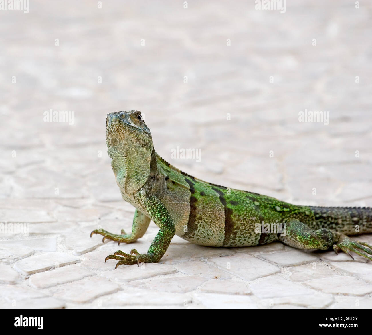 iguana animal pet reptile wild lizard animals eye organ skin creature ...