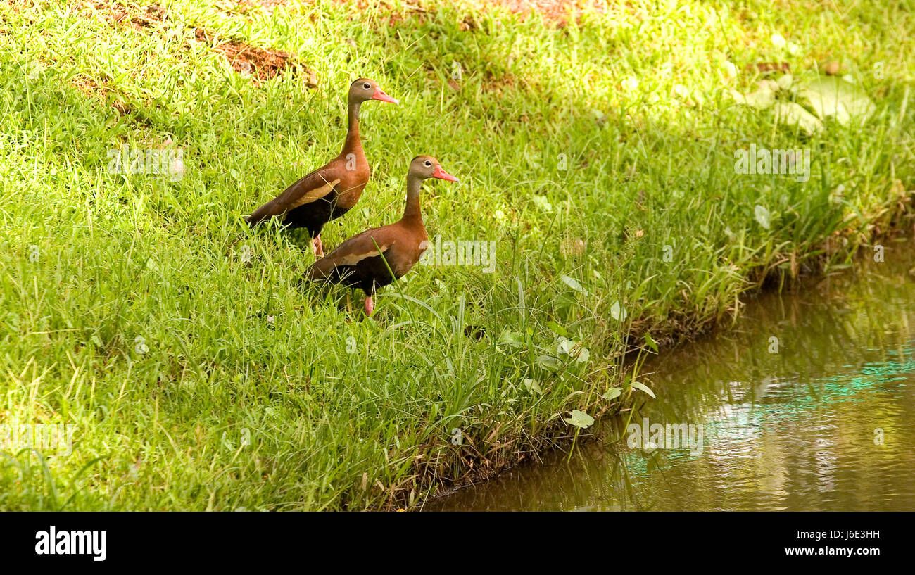 ducks animal bird animals male masculine birds feathers beak ducks duck ...