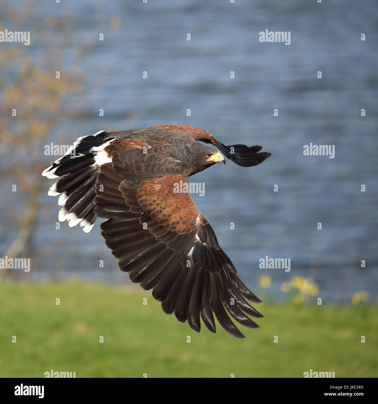 A Harris Hawk in flight, also known as Bay-winged Hawk or Dusky Hawk ...
