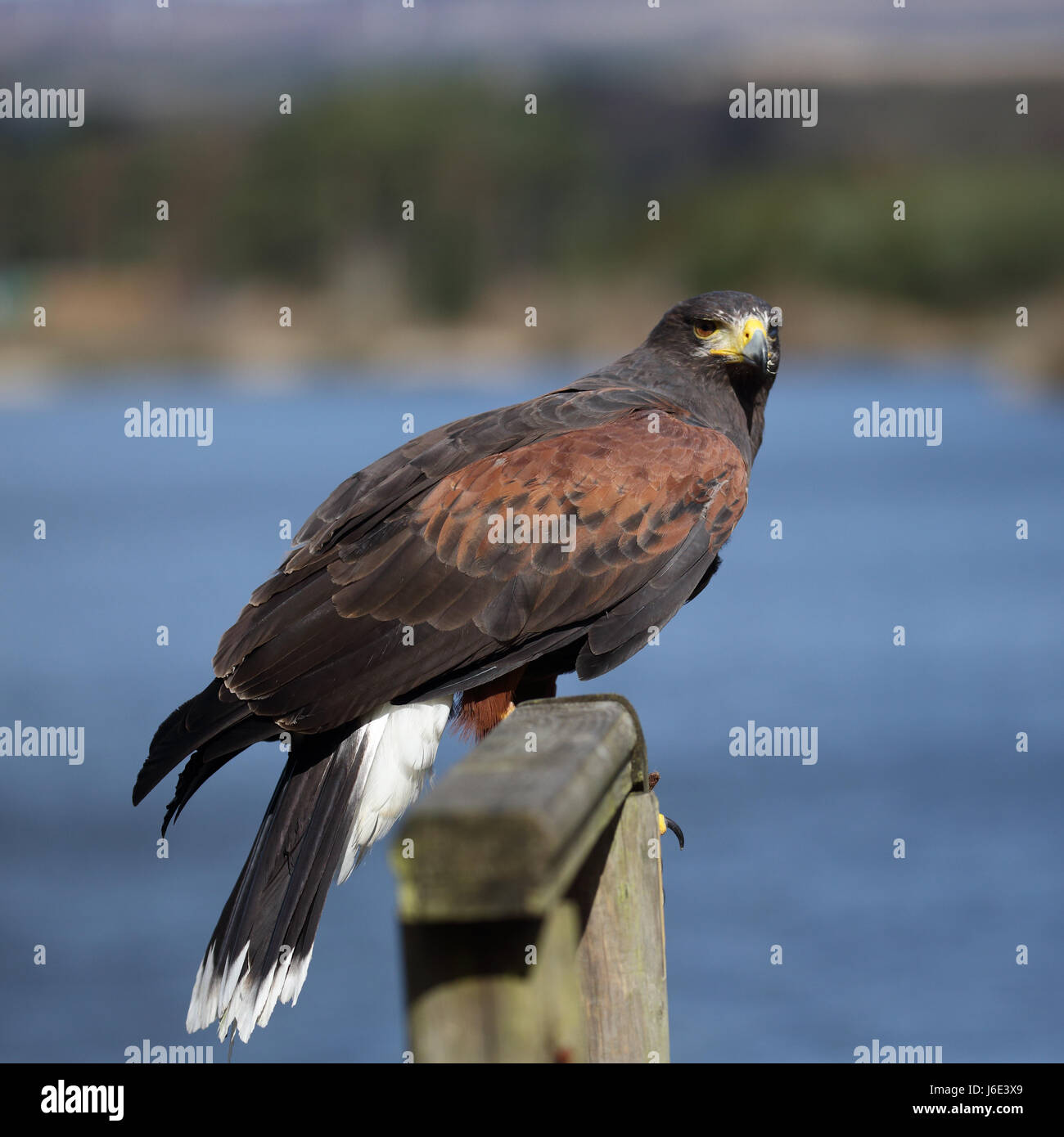 Harris hawk in flight hi-res stock photography and images - Alamy