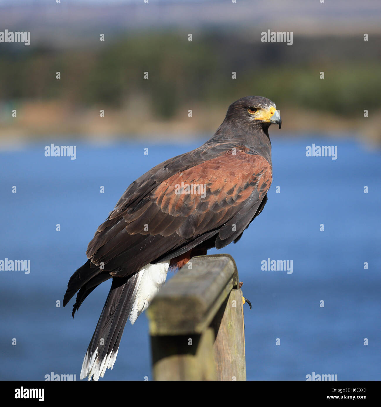 A perched Harris Hawk, also known as Bay-winged Hawk or Dusky Hawk ...