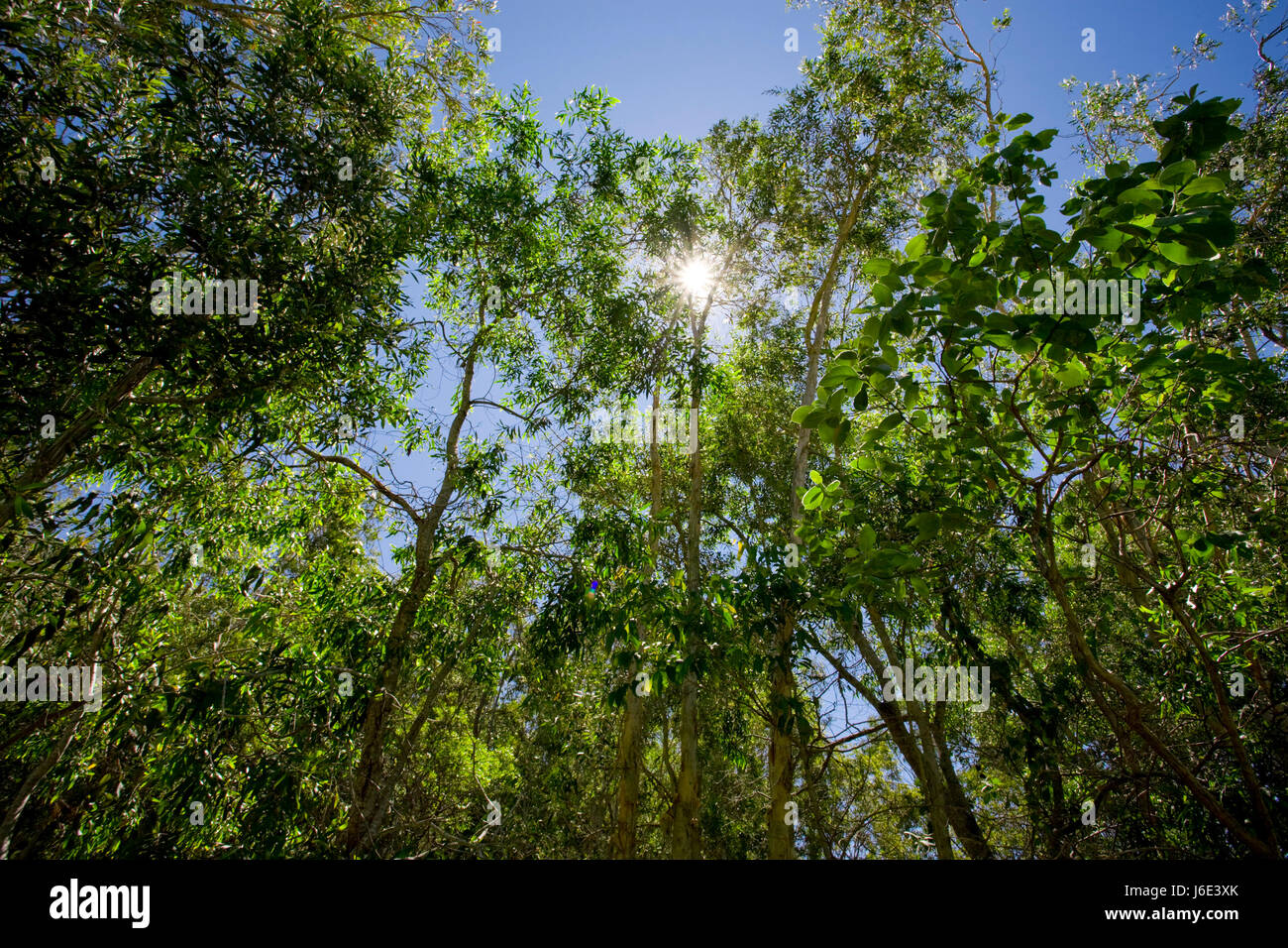 environment enviroment tree trees leaves lawn green forest foliage blue ...