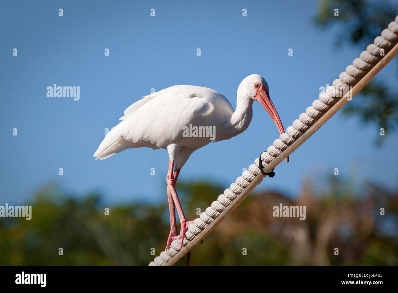 risk animal bird wildlife balance egret tightrope white wire rope risk ...