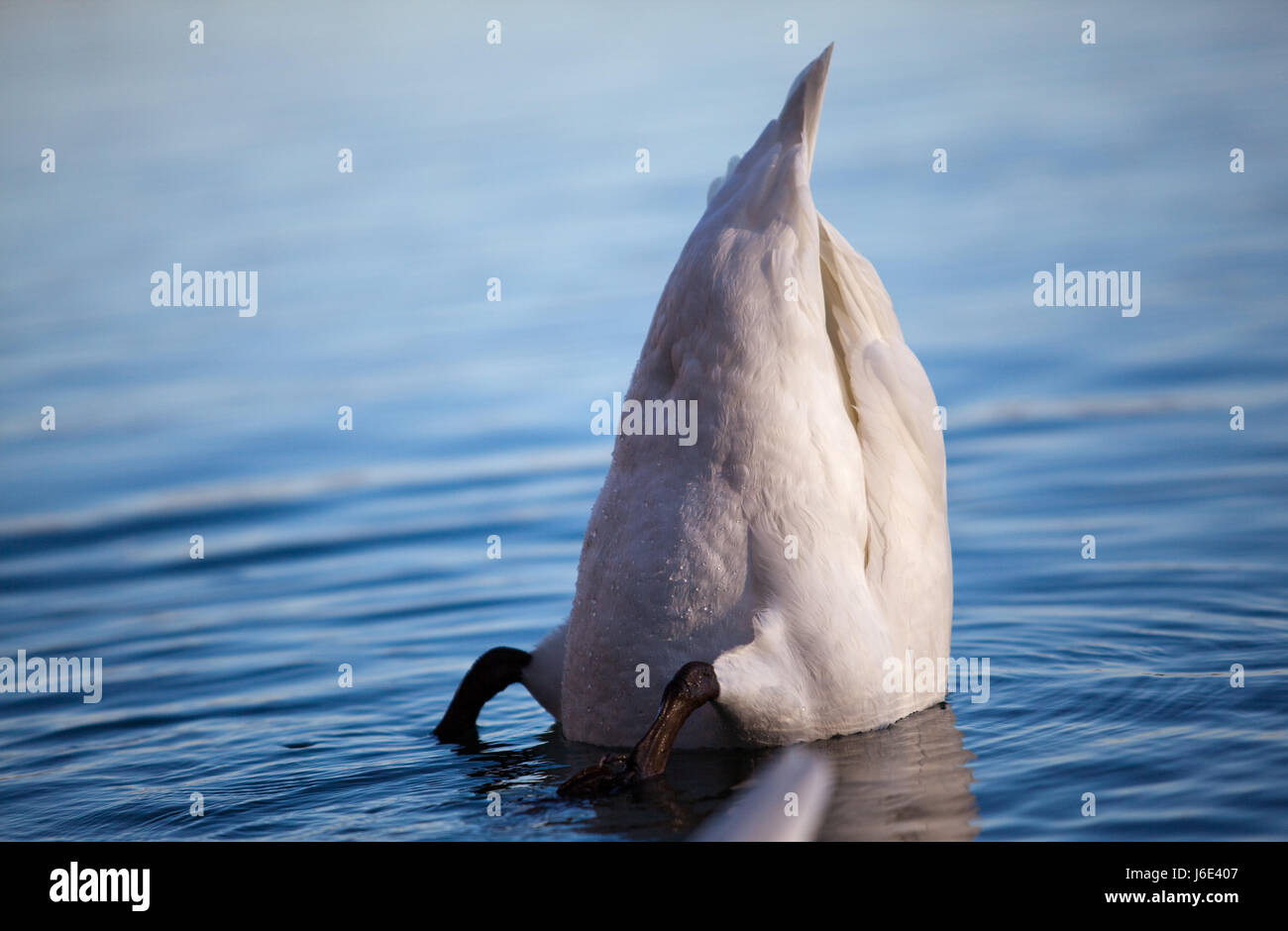 swans swan dive fresh water pond water salt water sea ocean blue ...
