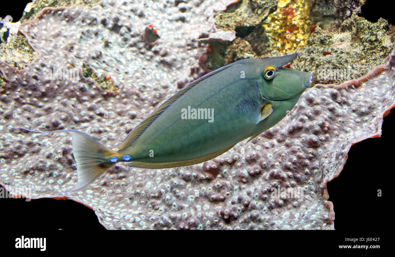 reef lagoon aquarium fish exotic unicorn peculiar reef lagoon sea water ...