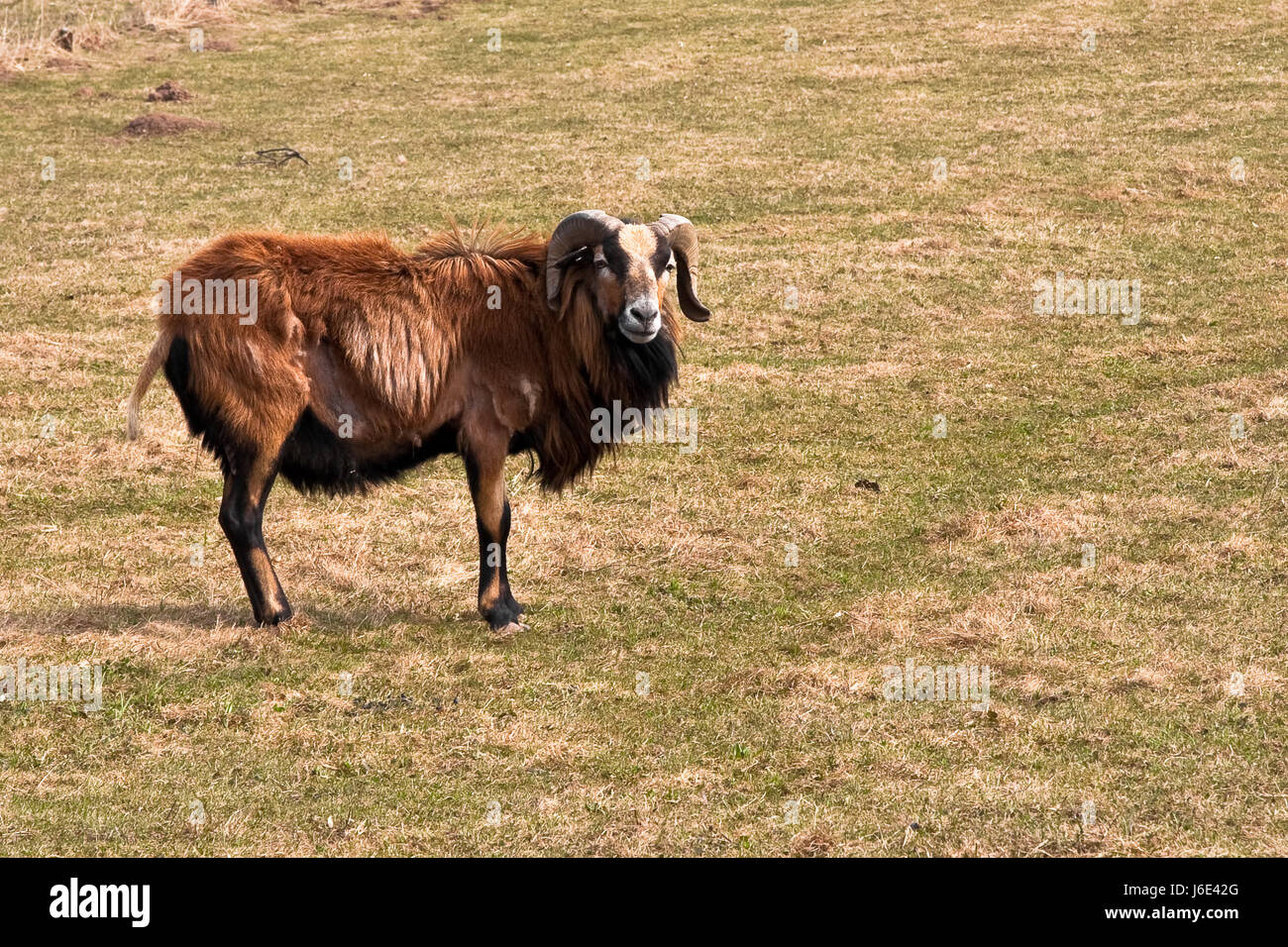 sheep sheep (pl.) food aliment fodder animal hunger wild sheep hungry ...