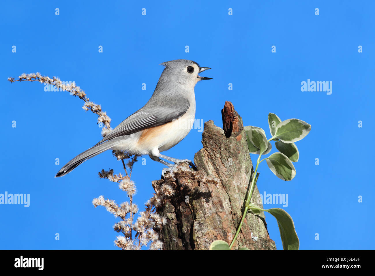 blue tree bird wild wildlife titmouse firmament sky nature blue tree ...