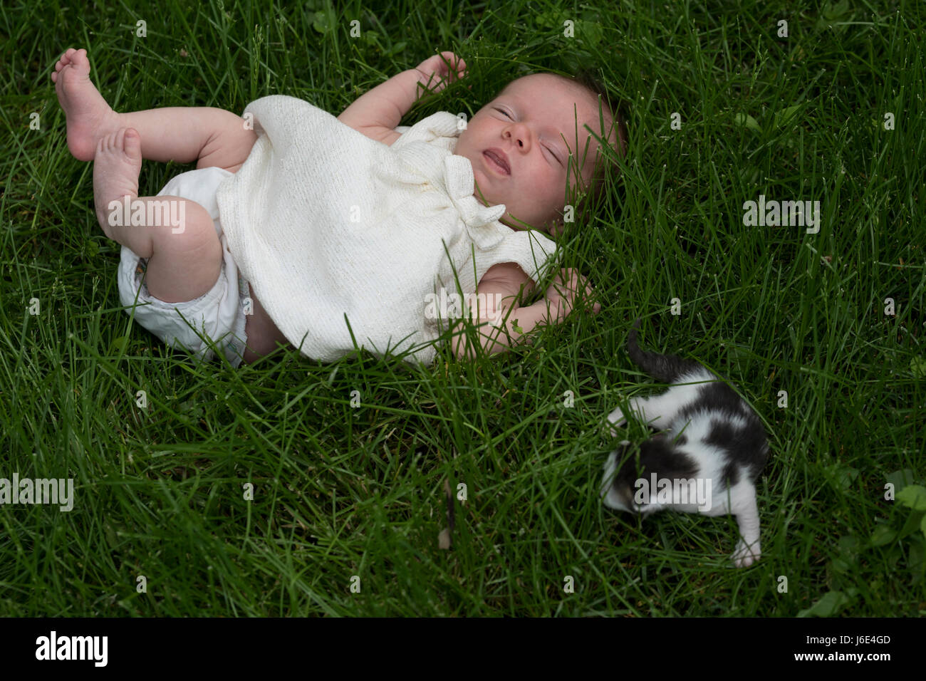 4 weeks old kitten hi-res stock photography and images - Alamy
