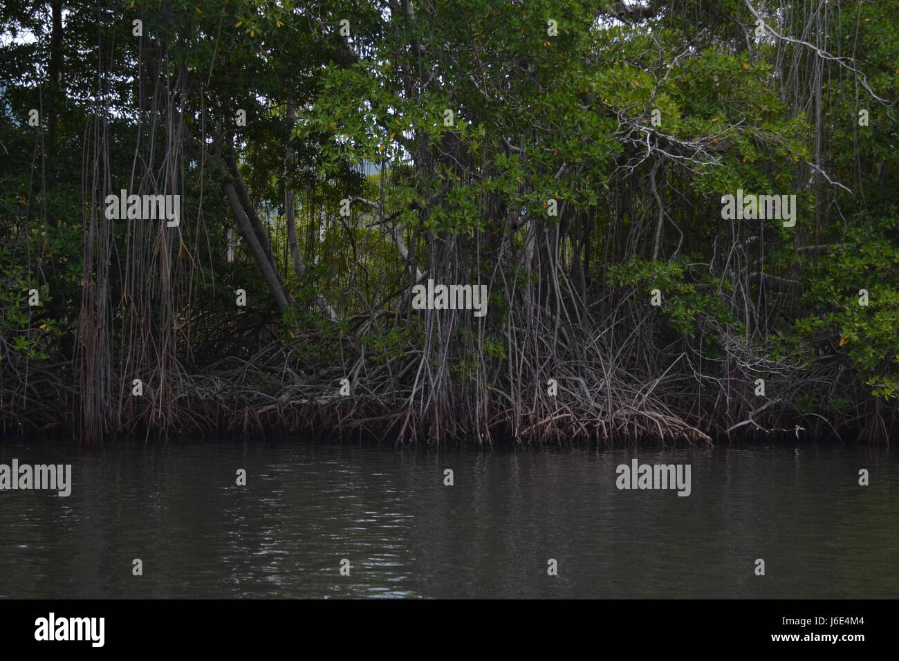 Tropical Mangrove in venezuelan ecosystem Stock Photo - Alamy