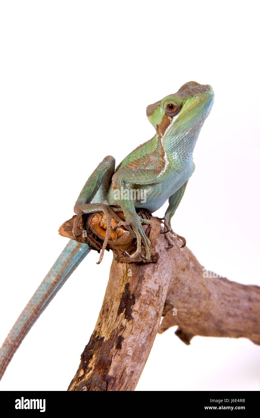 Laemanctus longipes hi-res stock photography and images - Alamy