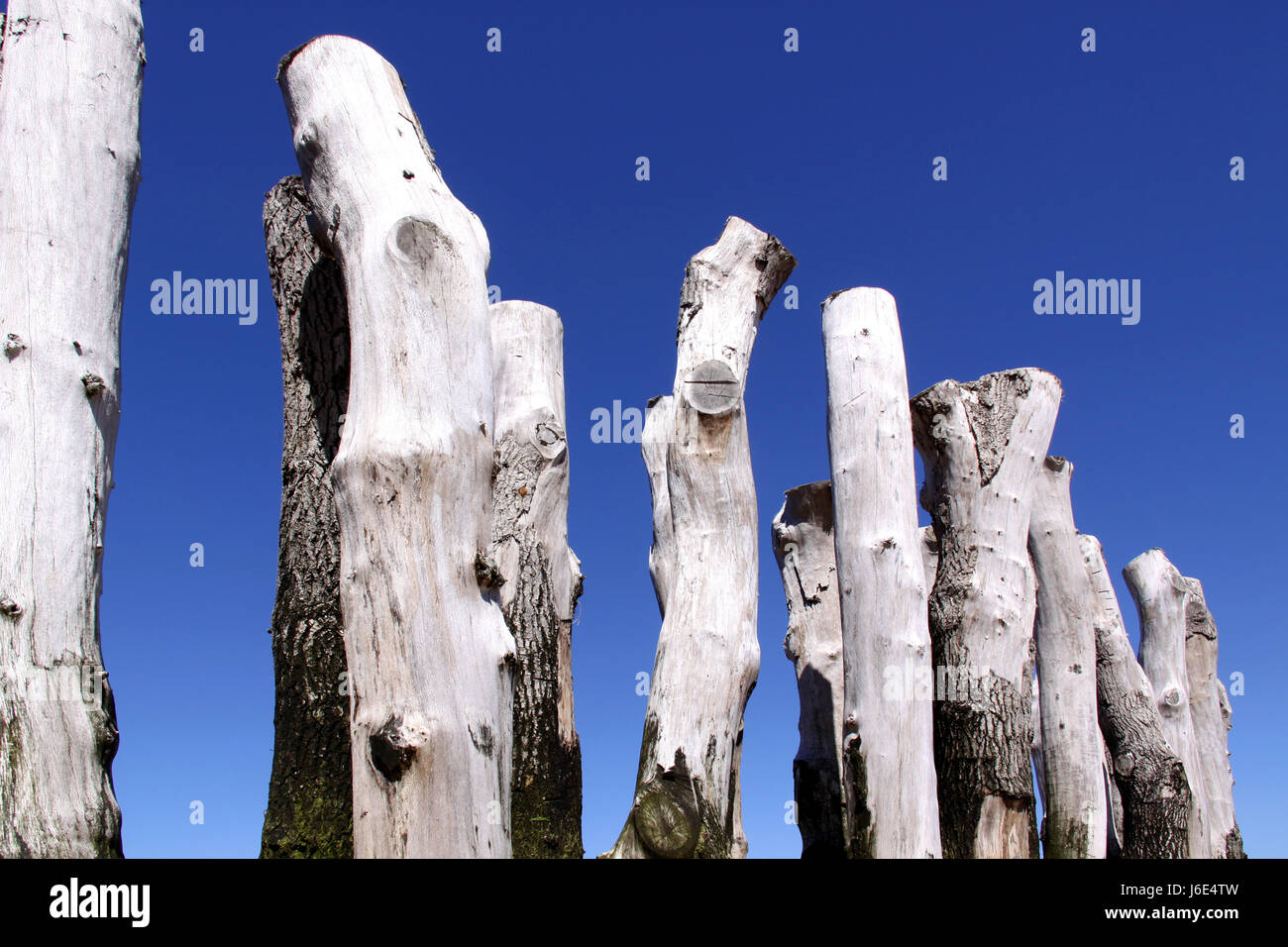 wood breakwater stakes bastion dead blue wood tribes coast pole protect ...