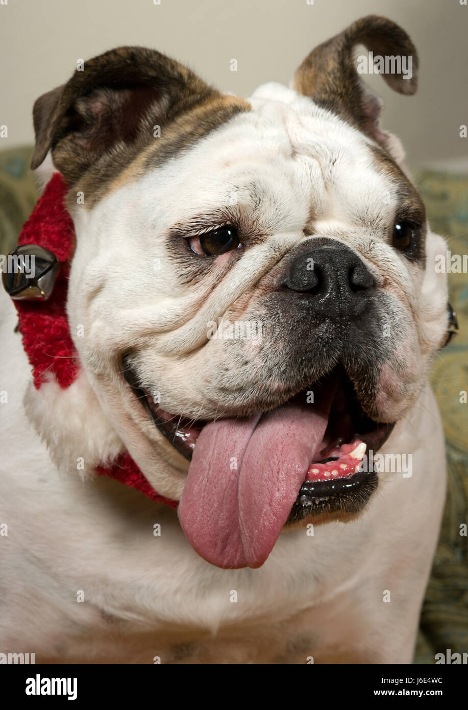 animal pet brown brownish brunette dog breed bulldog boxer canine ...